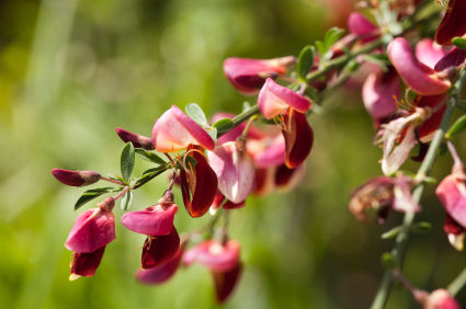 Genista, Genista Flower, Genista Flowers