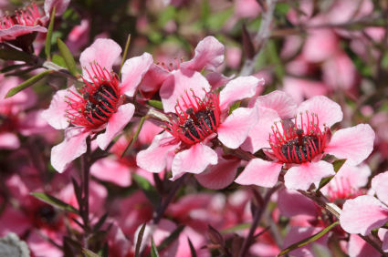 leptospermum, leptospermum flower, leptospermum flowers